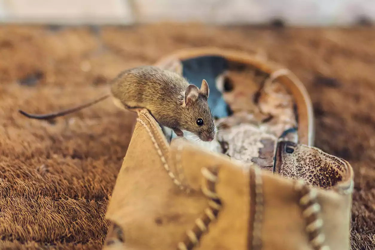 What It Takes To Get Rid Of Mice In Your Madison Home | ProfExt Pest ...