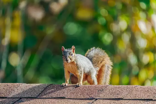 How Pest Control Companies Get Rid Of Squirrels | ProfExt Pest Control