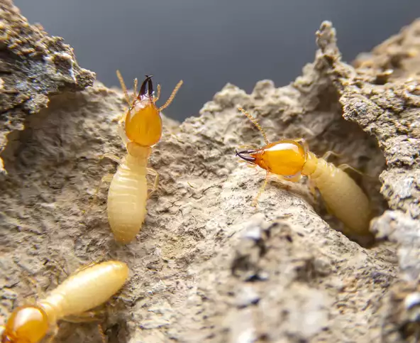 Termites Be Gone: Proven Techniques for Successful Termite Control In ...