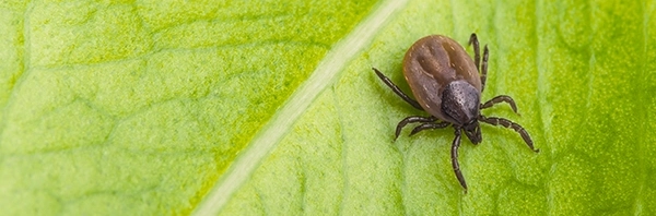 Guide To Tick Control In Madison | ProfExt Pest Control